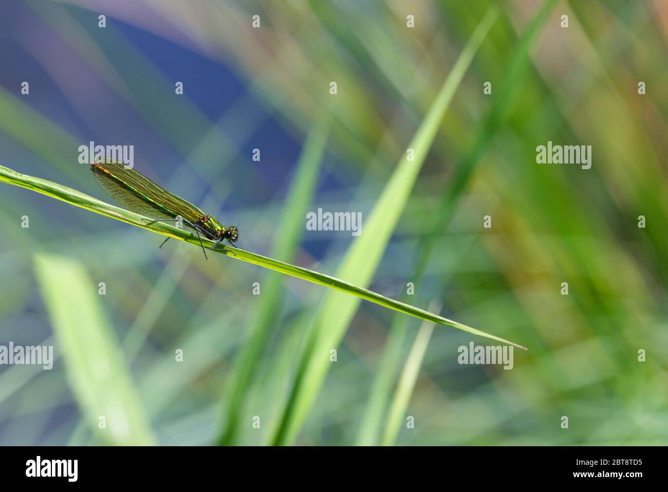 Female damselfly wings hi-res stock photography and images - Alamy