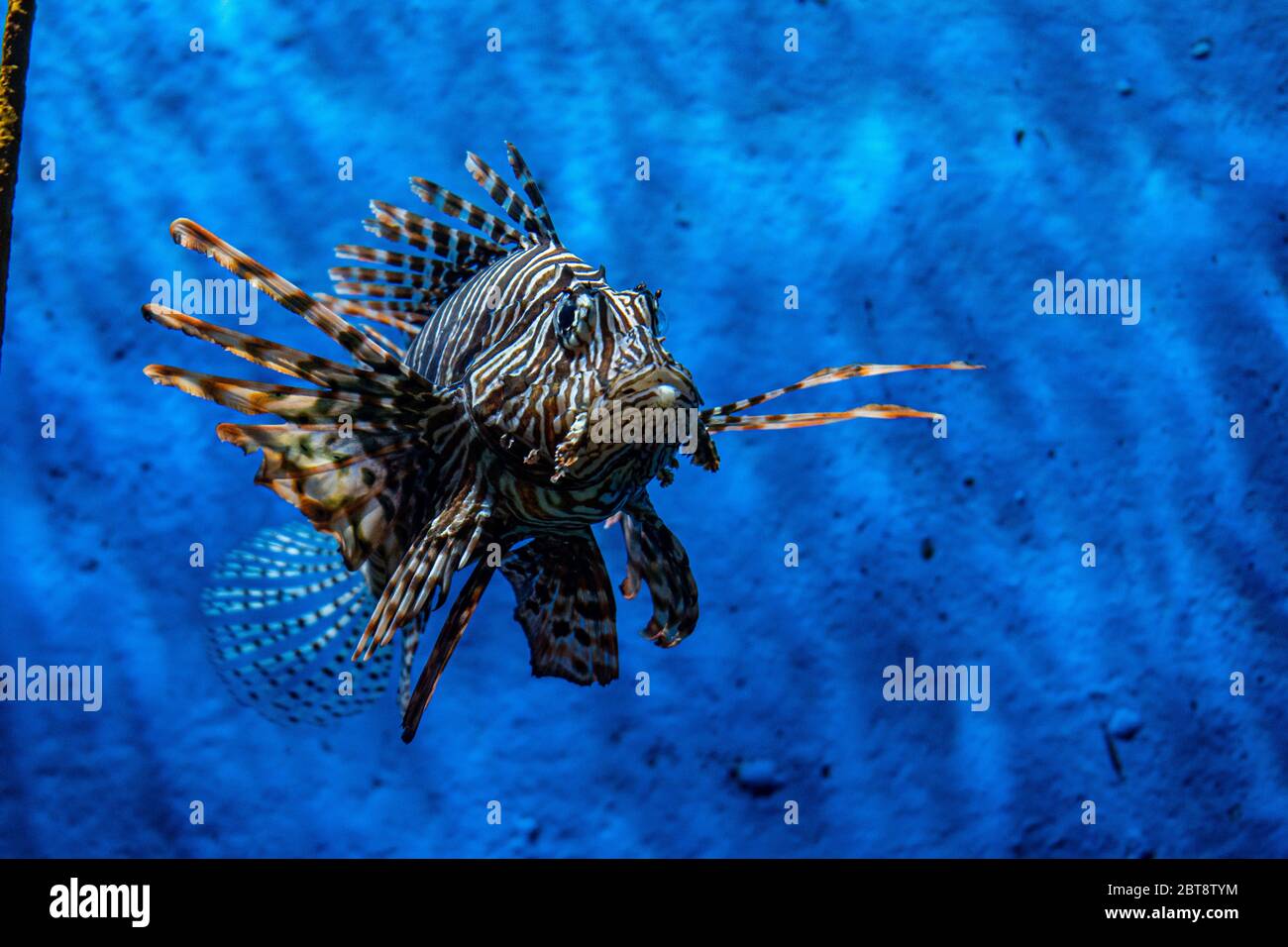 Zebra lion fish hi-res stock photography and images - Alamy