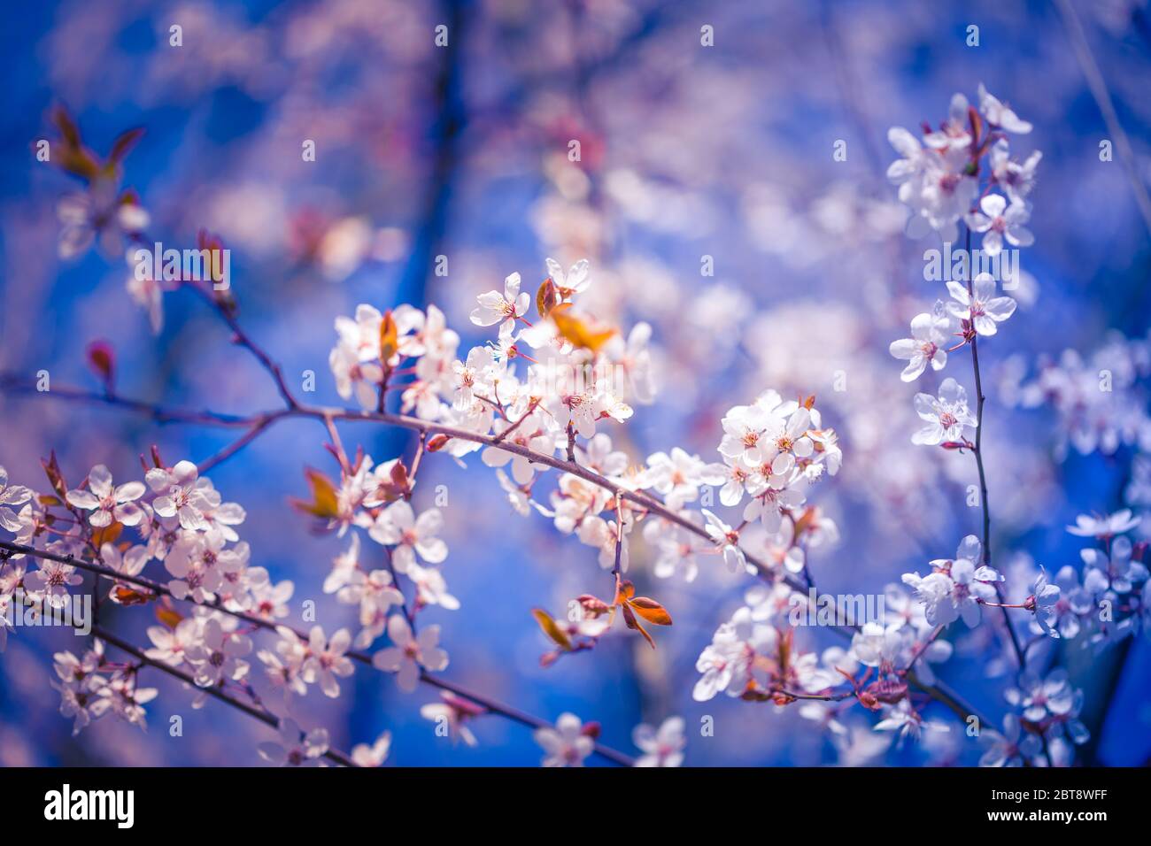 Spring nature blossom background. Beautiful nature scene with blooming ...