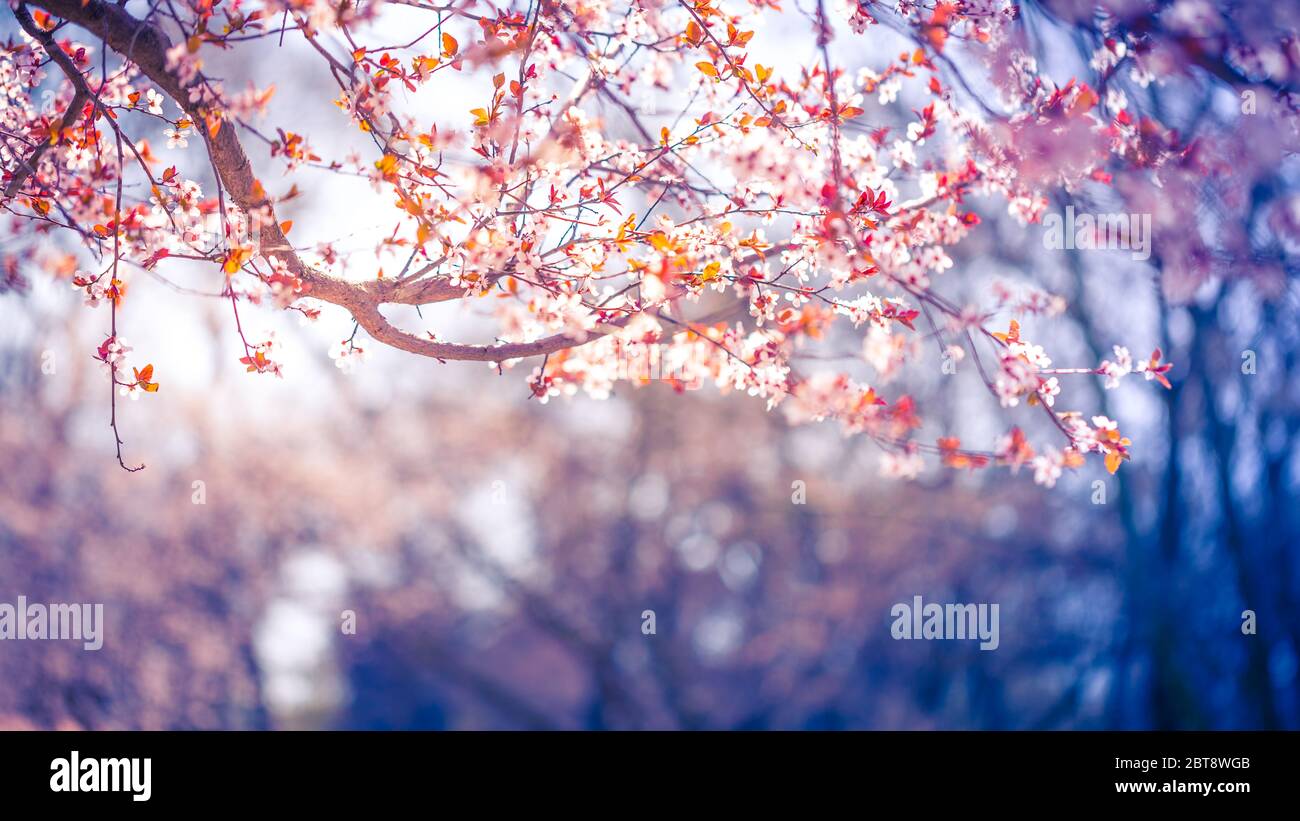 Spring nature hi-res stock photography and images - Alamy