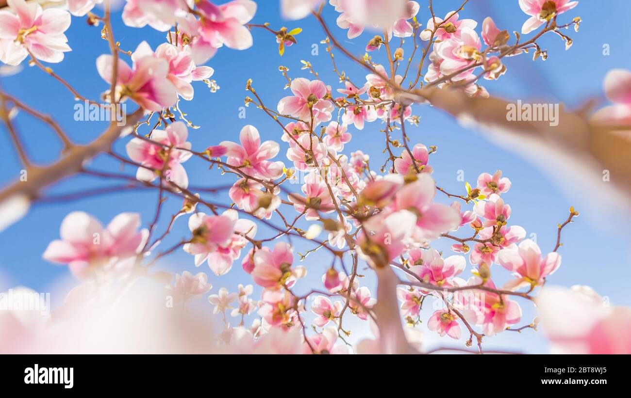 Magnolia inspiration hi-res stock photography and images - Alamy