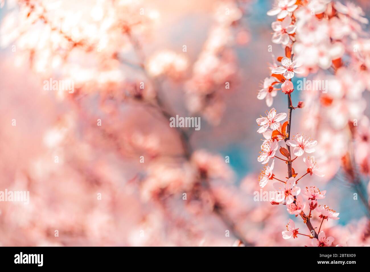 Spring nature blossom background. Beautiful nature scene with blooming ...