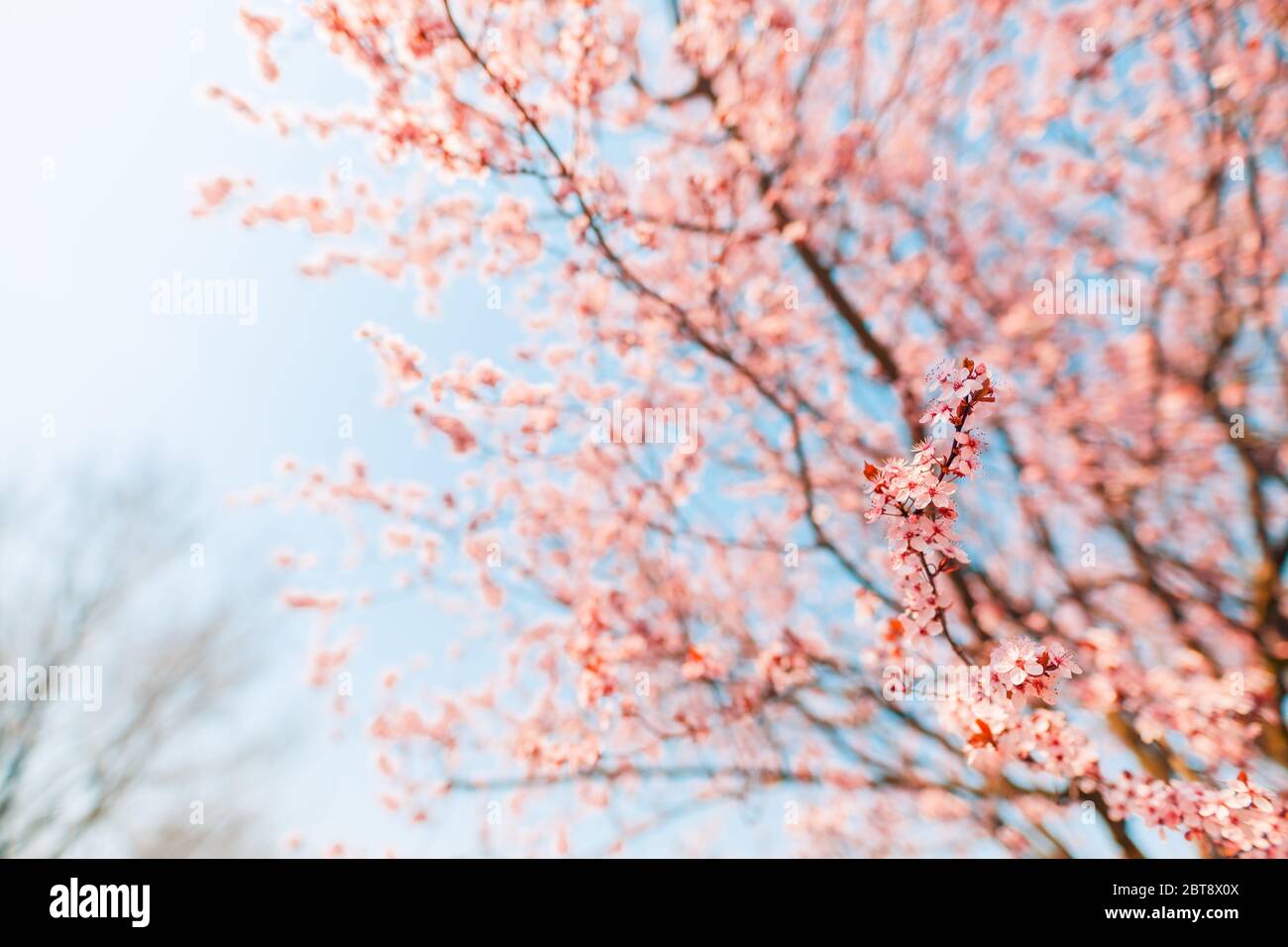 Spring nature blossom background. Beautiful nature scene with blooming tree and sun flare. Dream ...