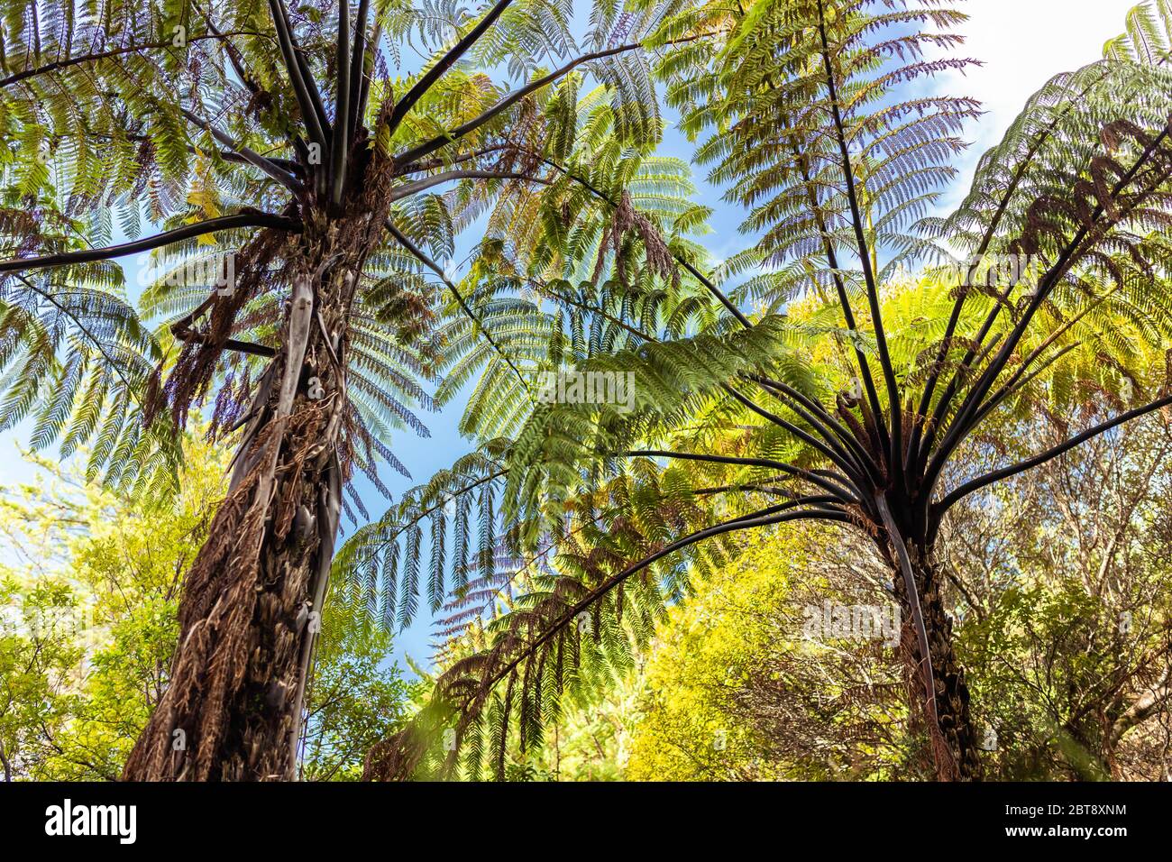 Black tree fern Cyathea medullaris, Raetea Forest, New Zealand, October ...