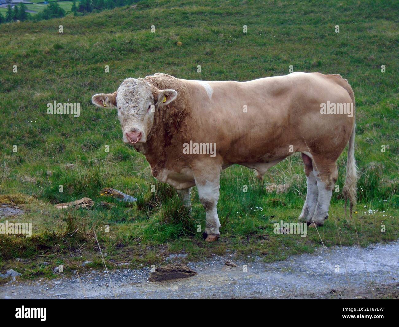 A Light Brown Young Bull on route to the Scottish Mountain Corbett ...
