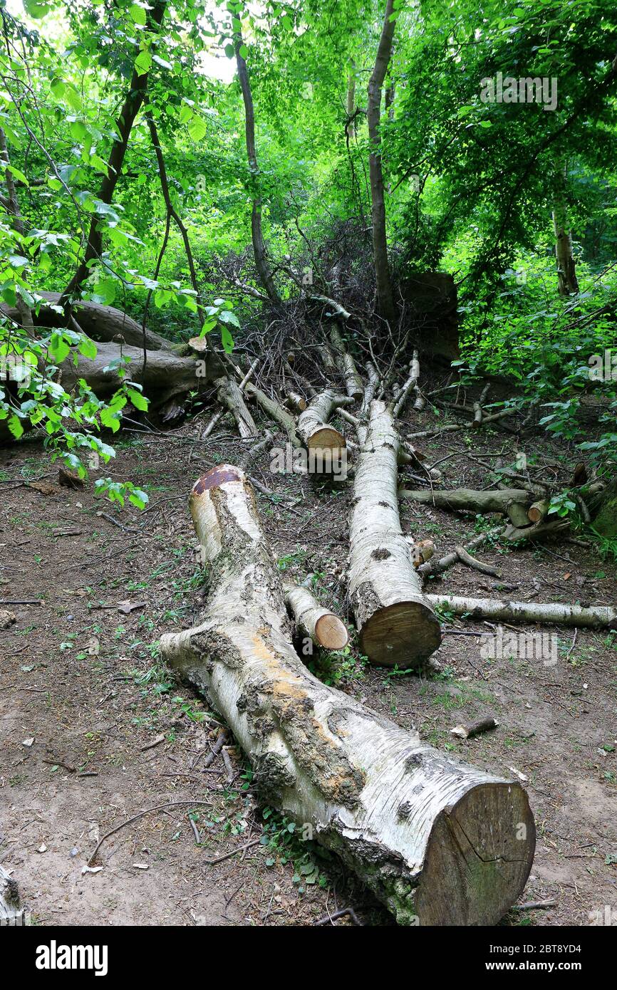 Fallen trees in a woodland landscape Stock Photo - Alamy