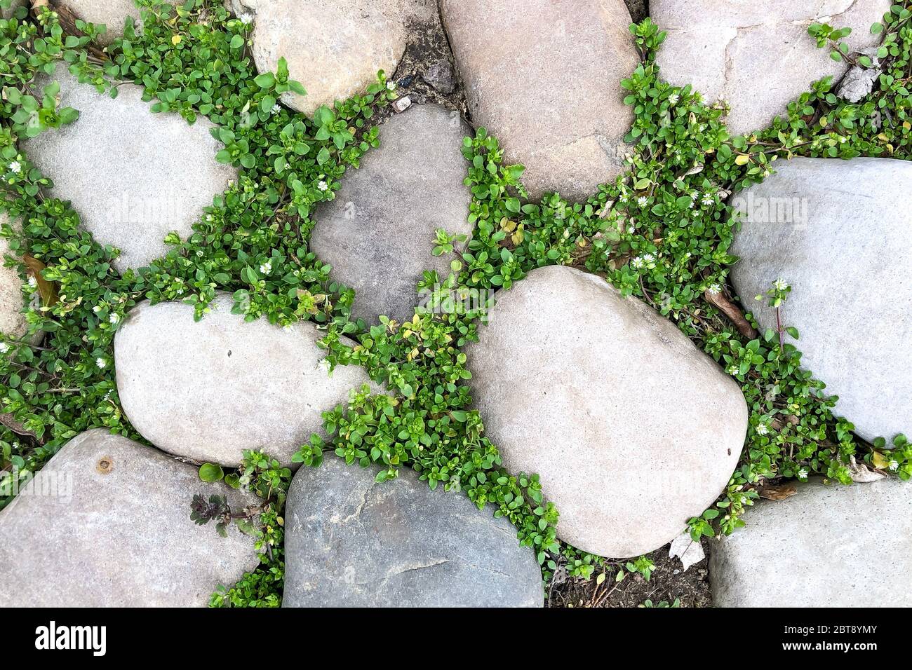 Stone path with green grass closeup. Abstract garden pattern Stock ...