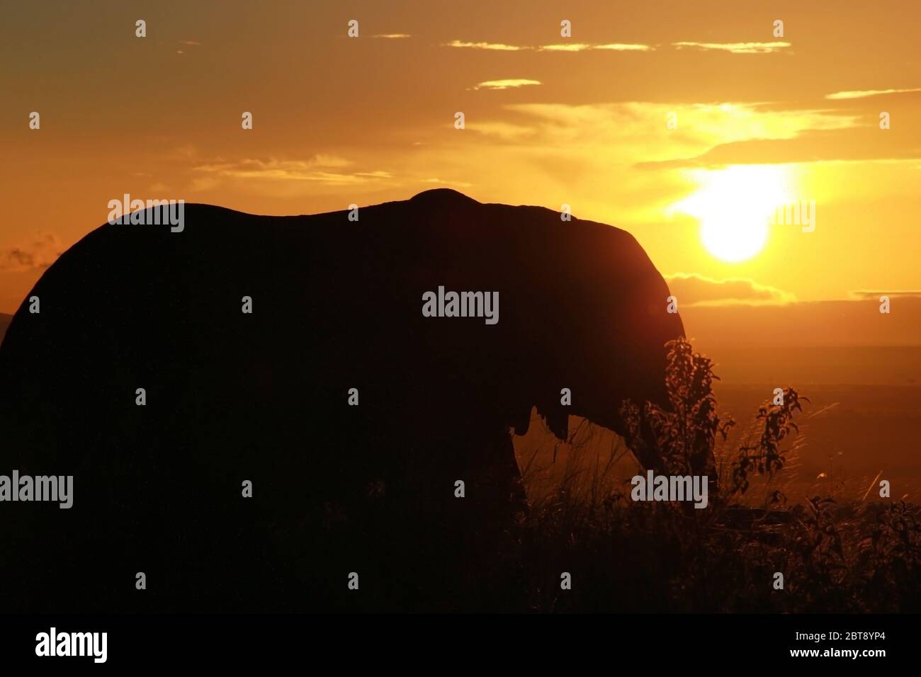 Back view elephant hi-res stock photography and images - Alamy