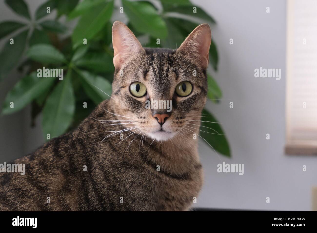 Tabby Dsh High Resolution Stock Photography and Images - Alamy
