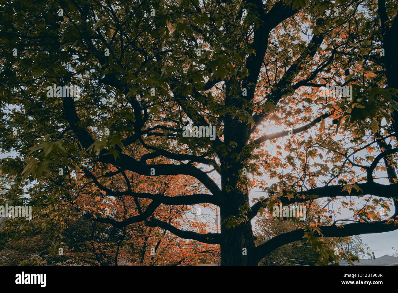 Sweet Gum Tree with the Sun Stock Photo - Alamy