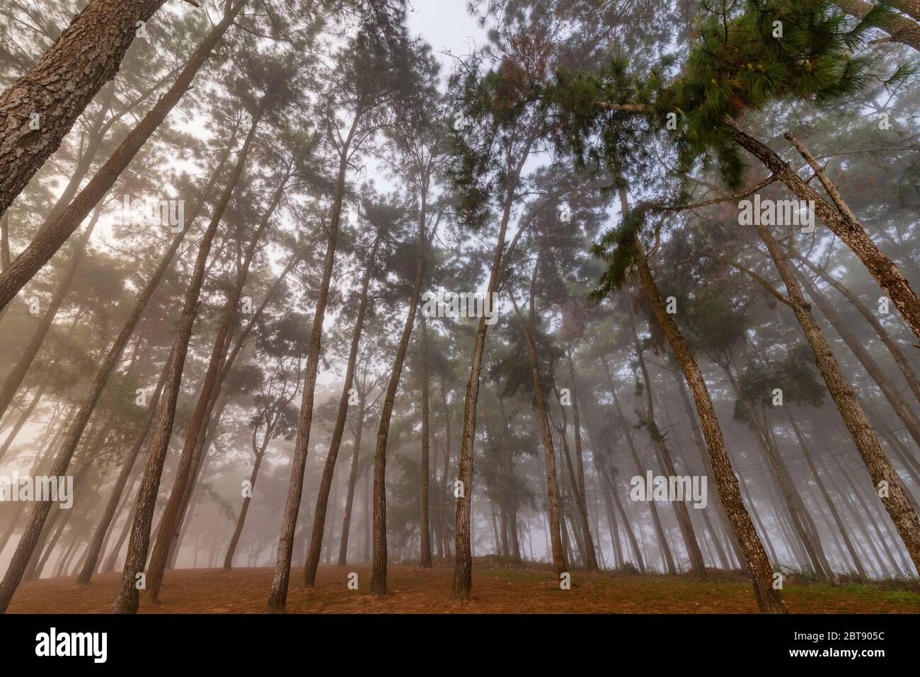Pines Forest in Ban Ang Village, Moc Chau, Vietnam Stock Photo - Alamy