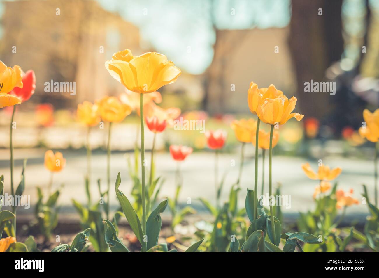 Tulip in spring under sun ray, Beautiful and colorful tulip on sun ...
