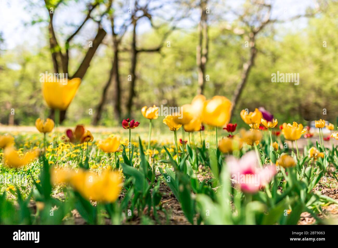 Tulip in spring under sun ray, Beautiful and colorful tulip on sun ...