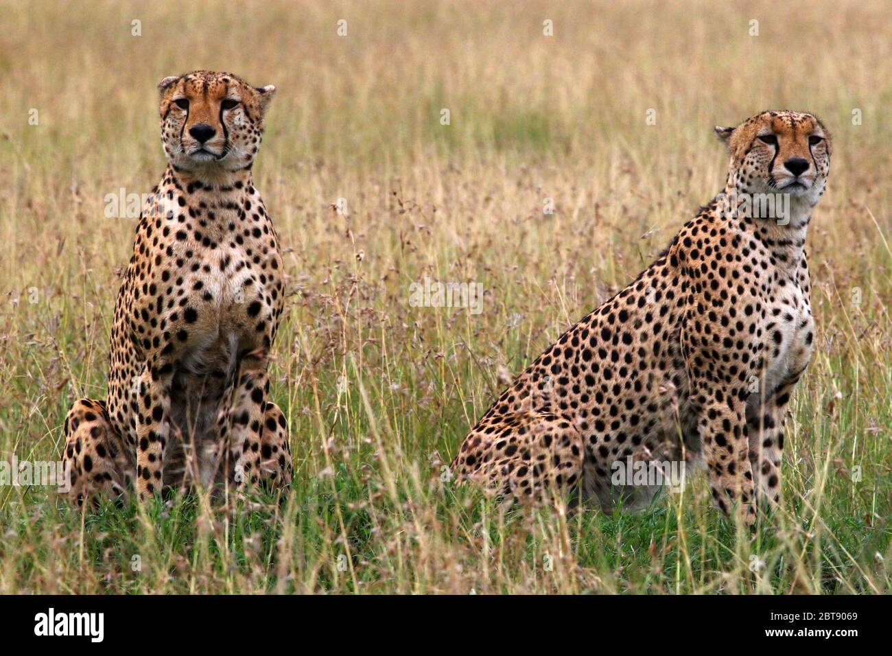 Cheetah sitting upright hi-res stock photography and images - Alamy