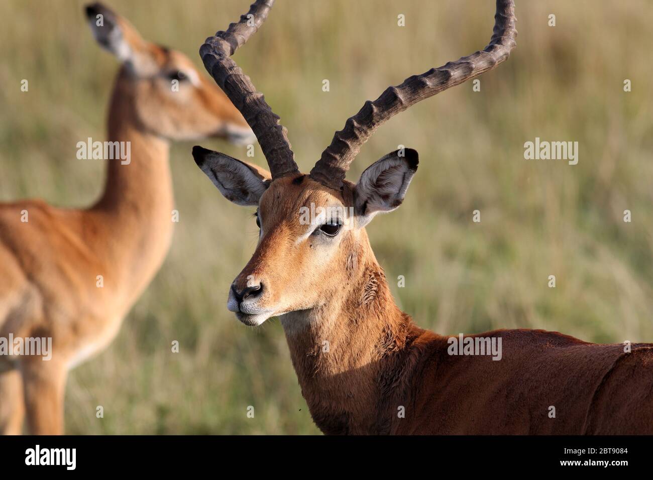 Kenya cow and gazelle hi-res stock photography and images - Alamy