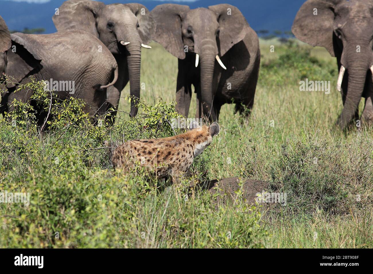 a hyena defends its structure from a herd of elephants Stock Photo - Alamy