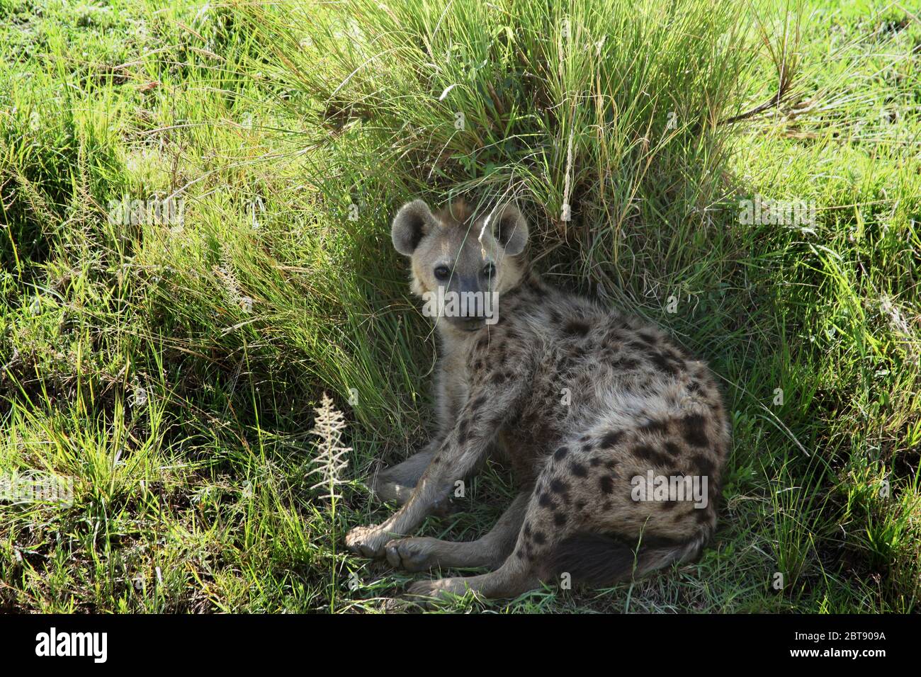 a spotted hyena lies relaxed and attentive in the midday heat in the ...
