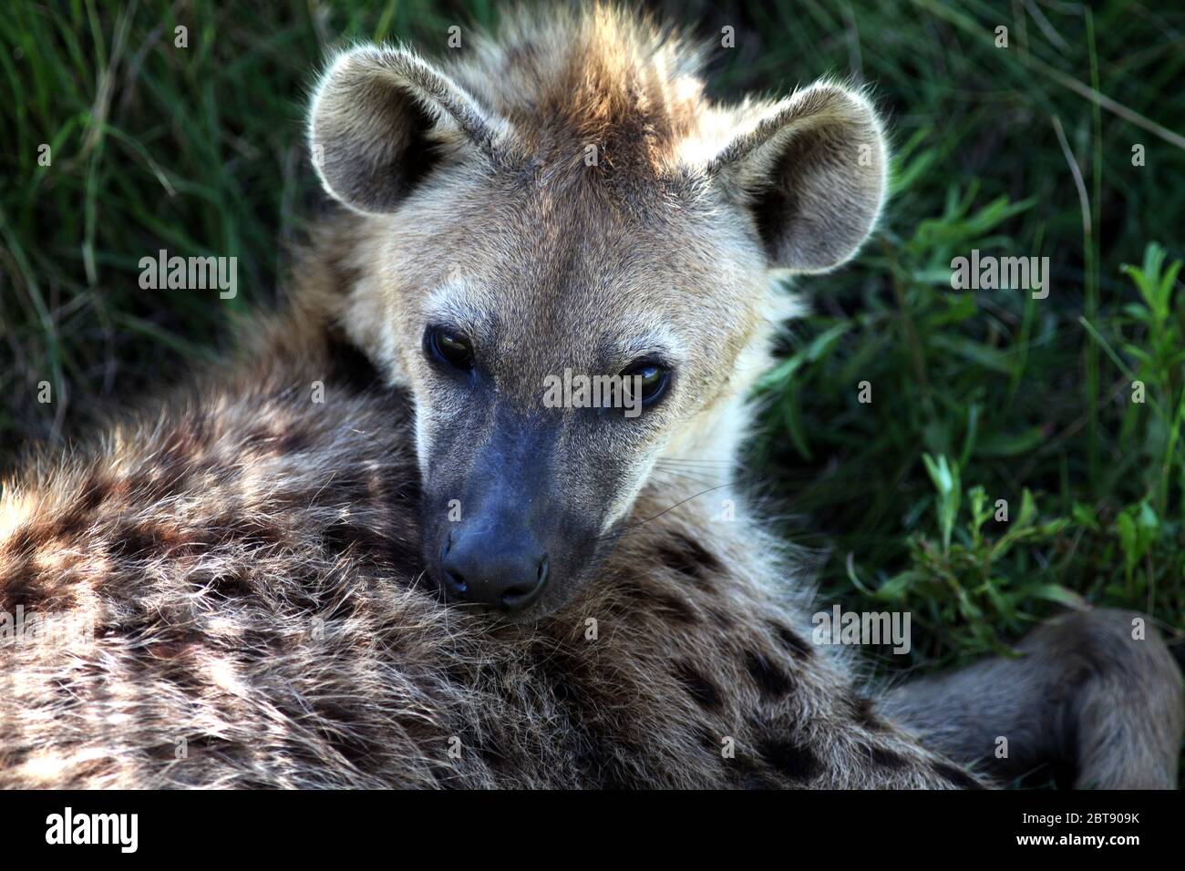 a spotted hyena lies relaxed and attentive in the midday heat in the ...