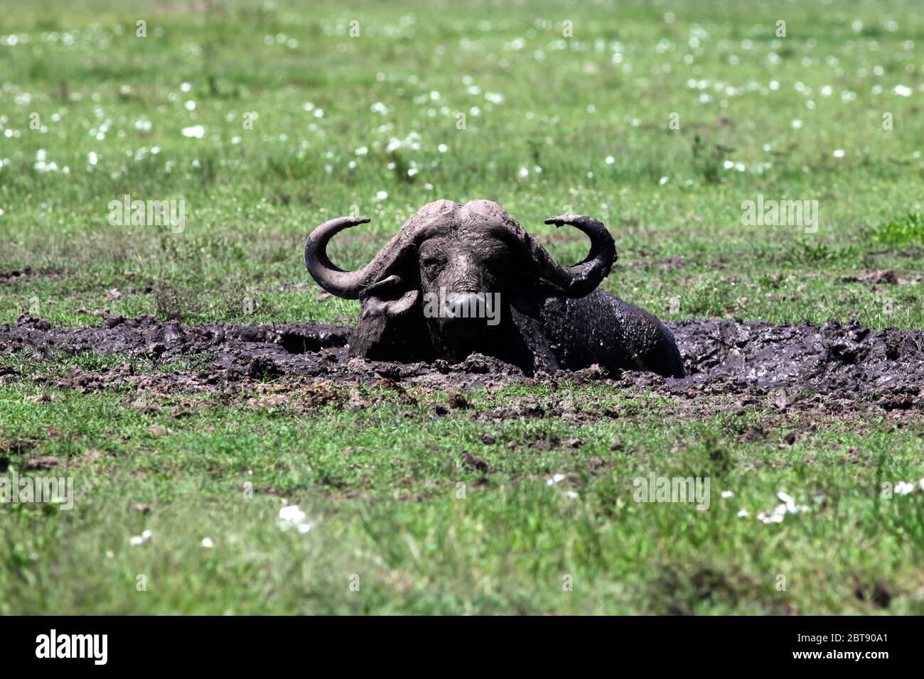 a single Cape buffalo lies deep in a small mud hole in the midday heat ...