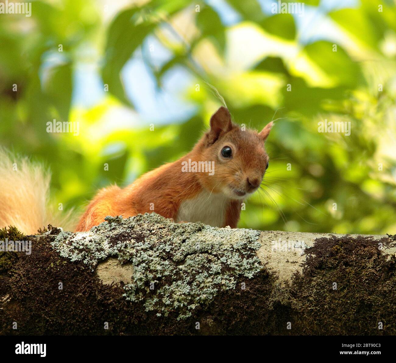 Photographs squirrel hi-res stock photography and images - Alamy