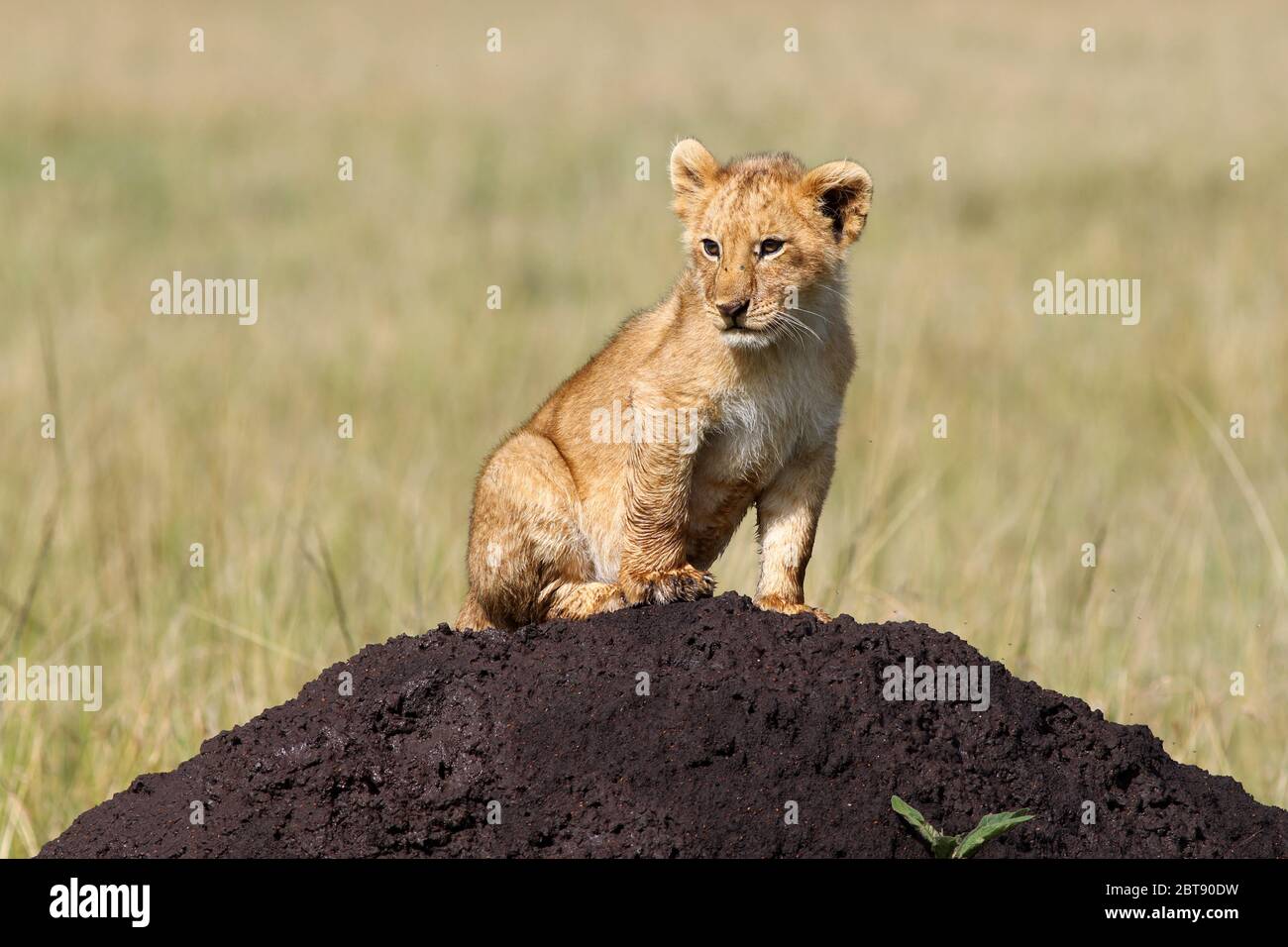a lion cub sits alone well camouflaged on a dark brown mud hill and ...