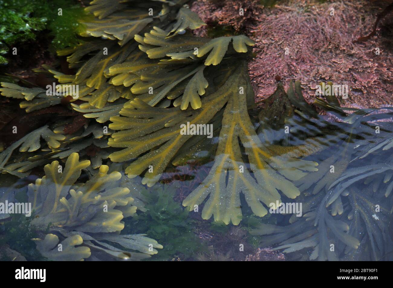 Rock Pool Seaweed Stock Photo - Alamy