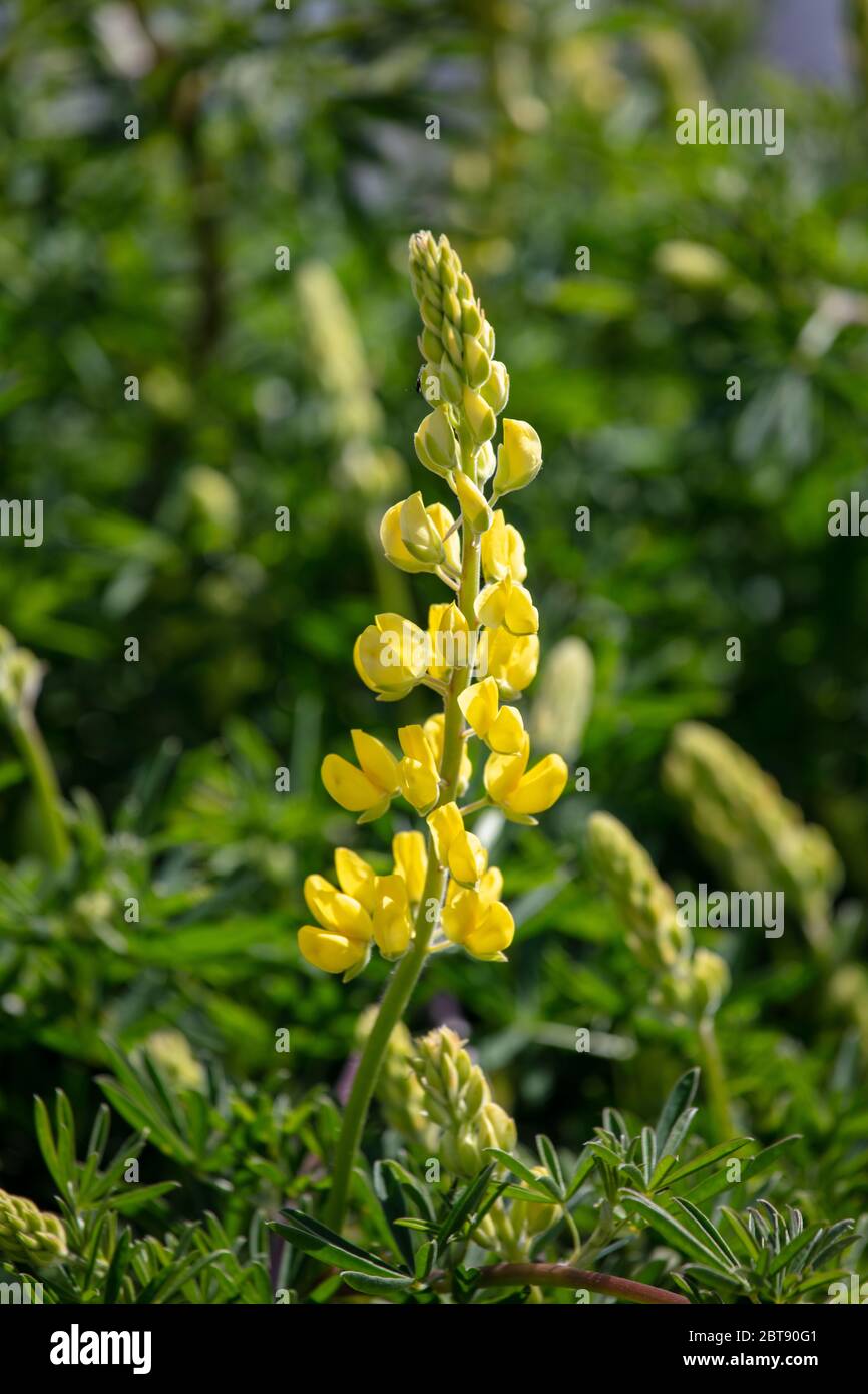 Yellow Tree Lupins in The Wild Stock Photo - Alamy
