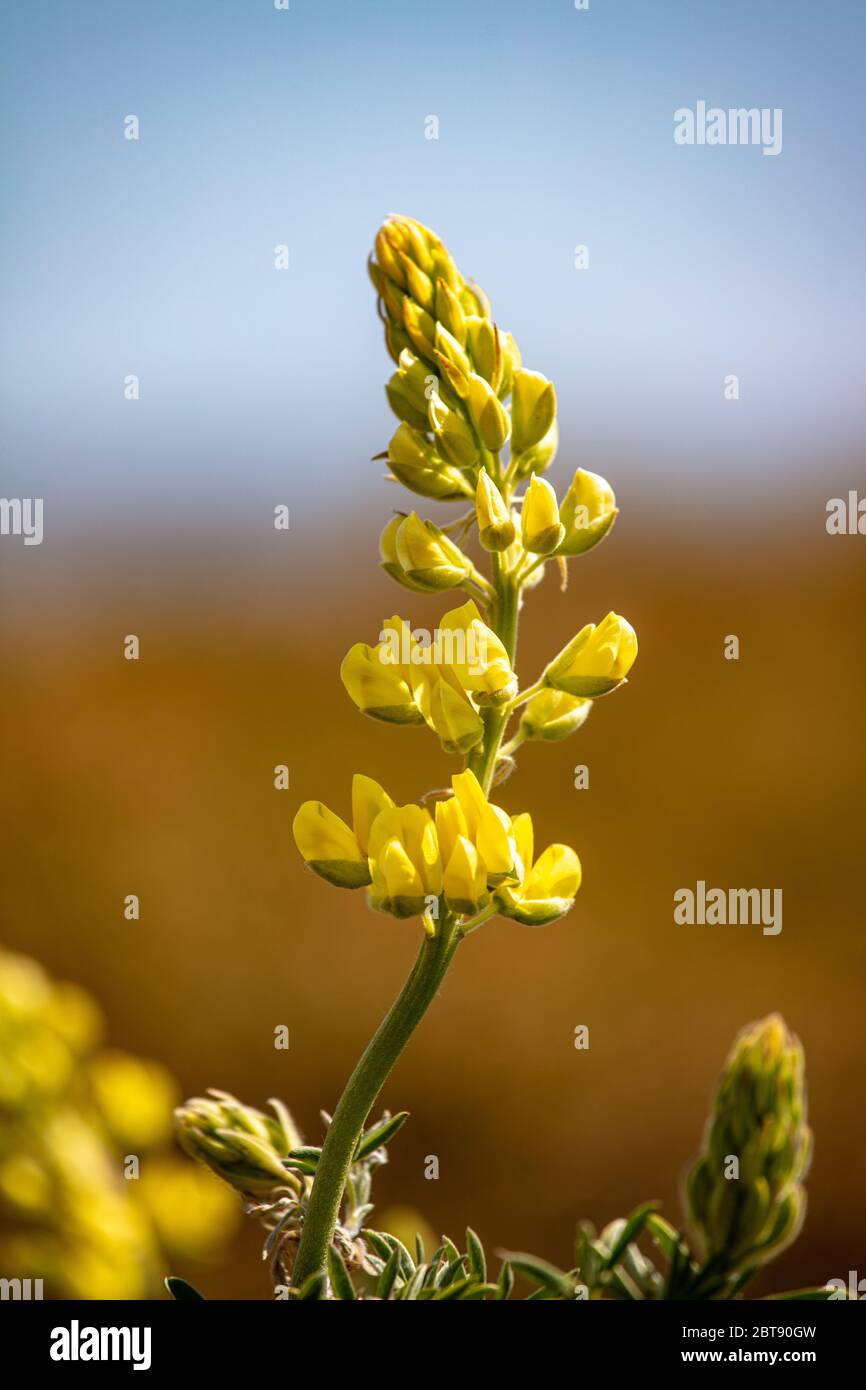 Lupins bloom hi-res stock photography and images - Alamy