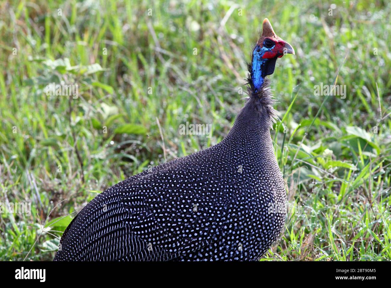 a chicken bird, helmeted guinea fowl, compact body, short wings, strong ...