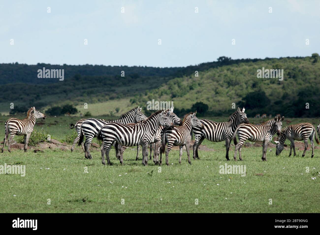 Kenyan animals hi-res stock photography and images - Alamy