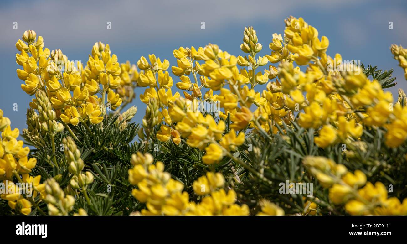 Yellow Tree Lupins in The Wild Stock Photo - Alamy