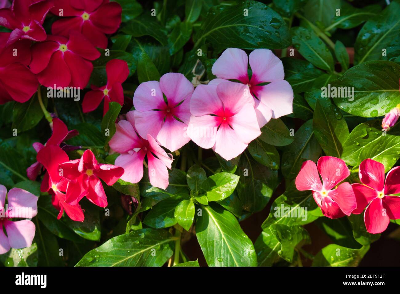 This unique photo shows a beautiful shrub full of red and pink ...