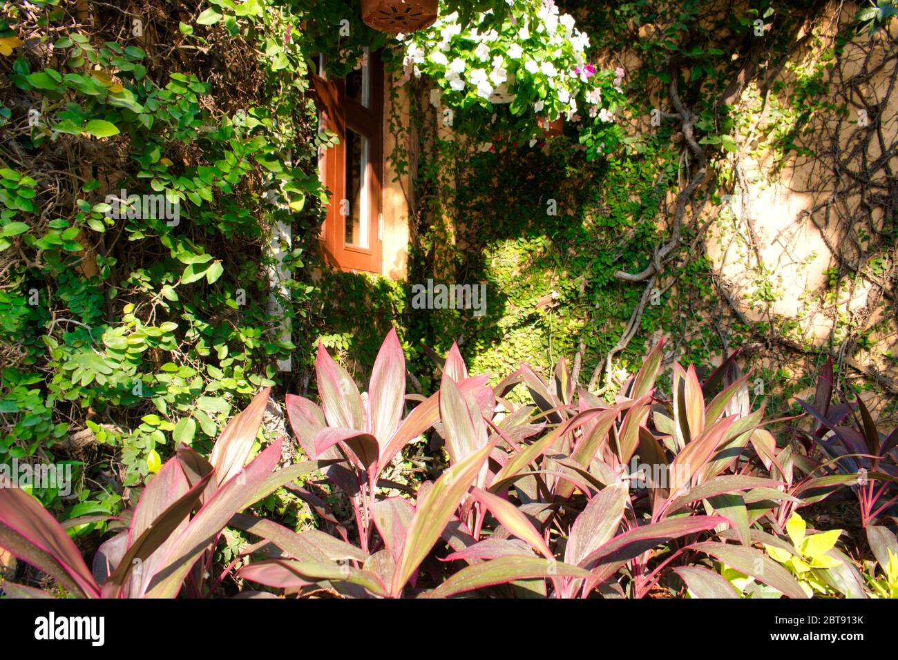 This unique photo shows a beautifully overgrown house wall with a ...