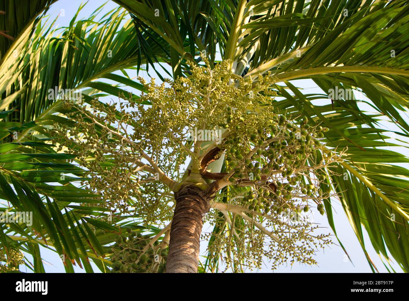 This unique photo shows a palm tree photographed from the bottom up ...