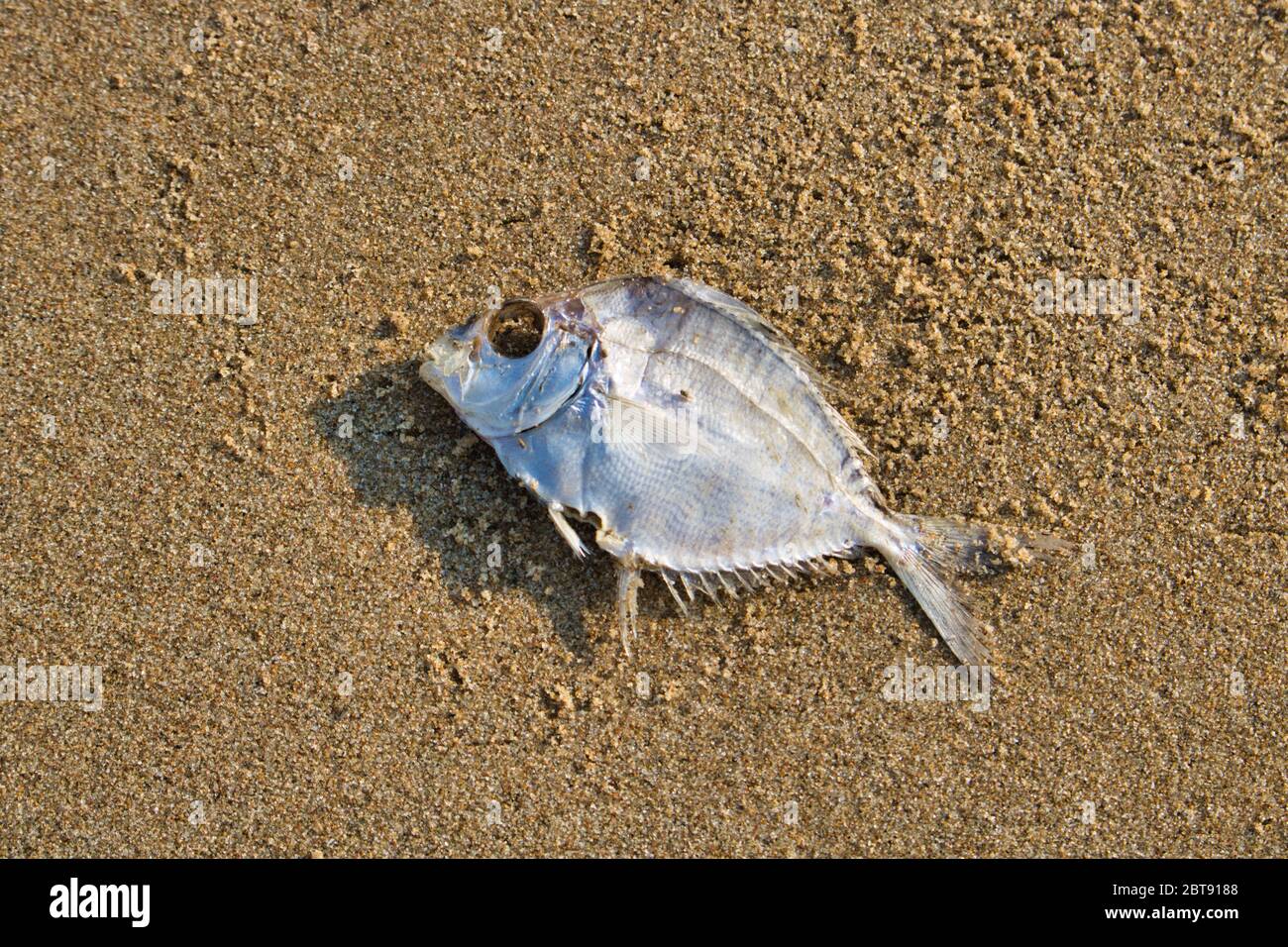 This unique photo shows a dead fish washed up on the beach and now ...