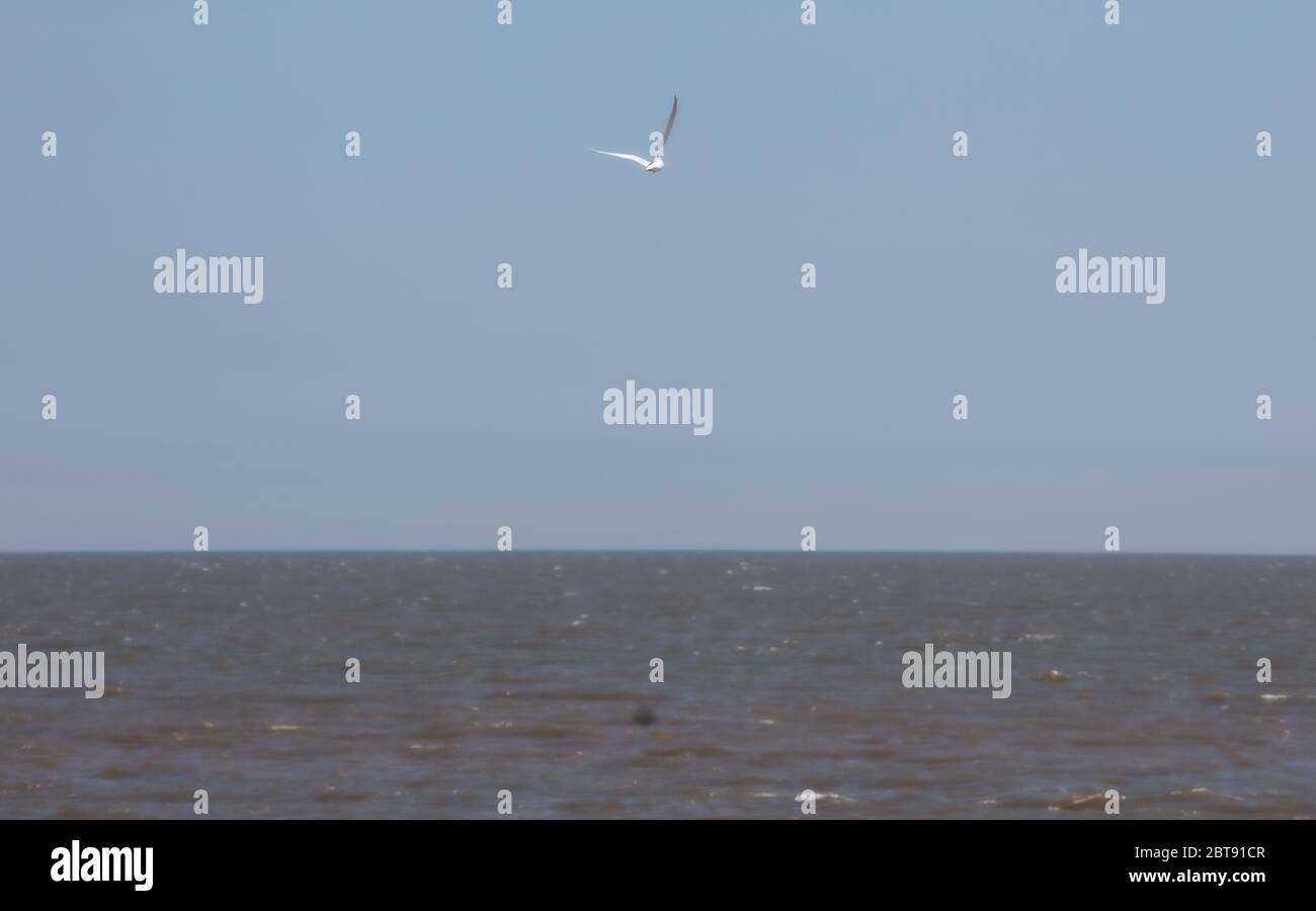 A Tern flies over the ocean Stock Photo - Alamy