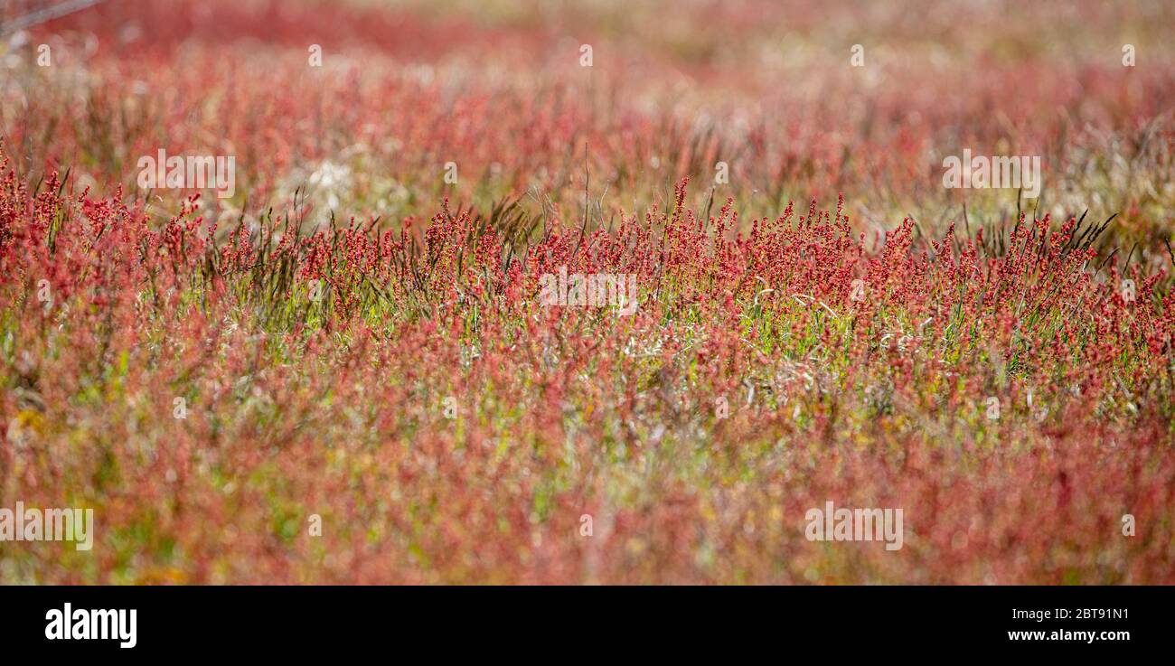 Heather grass garden hi-res stock photography and images - Alamy