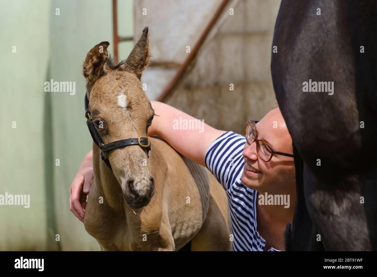 Cute newborn riding horse colt stands next to a happy smiling young ...