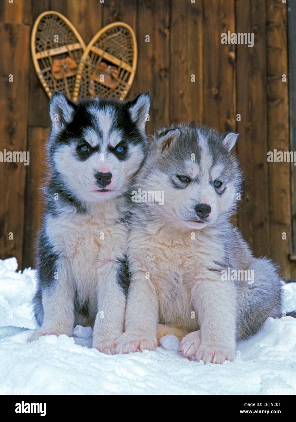 Cute Siberian Husky Puppies In Snow