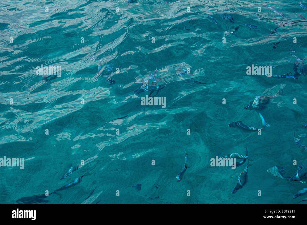 Fish swim in the sea in Sardinia 2 Stock Photo - Alamy