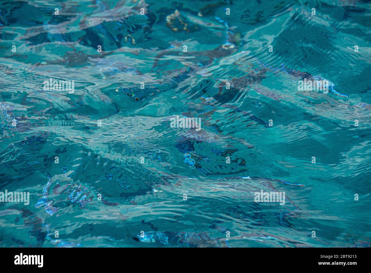 Fish swim in the sea in Sardinia Stock Photo - Alamy