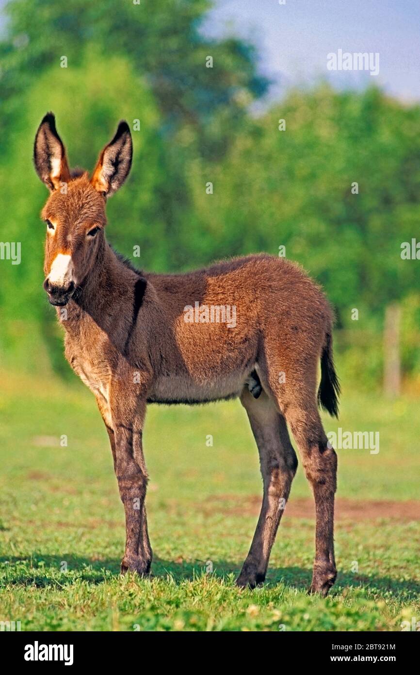 Donkey, young male, standing in meadow, portrait Stock Photo - Alamy