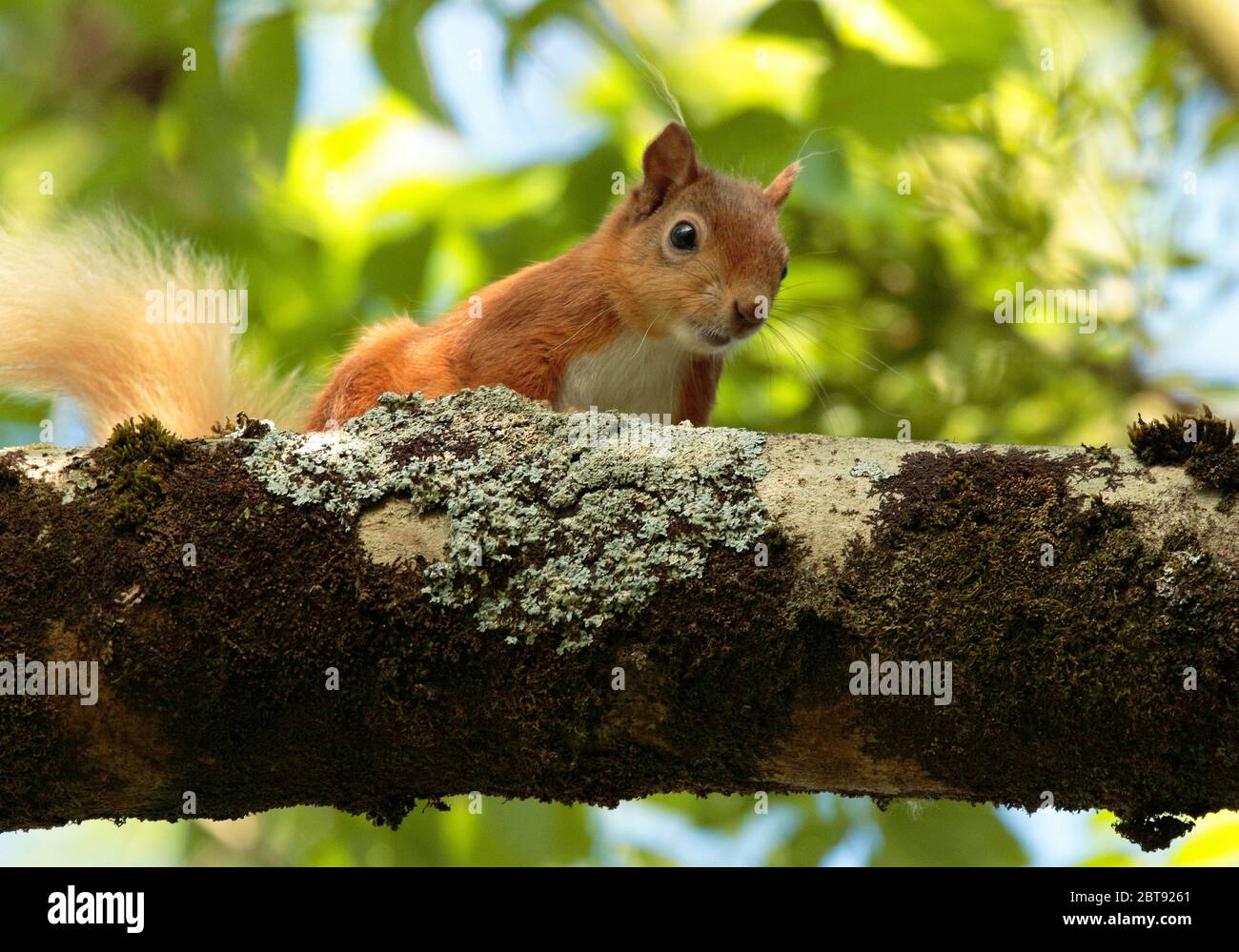 Red alert ireland hi-res stock photography and images - Alamy