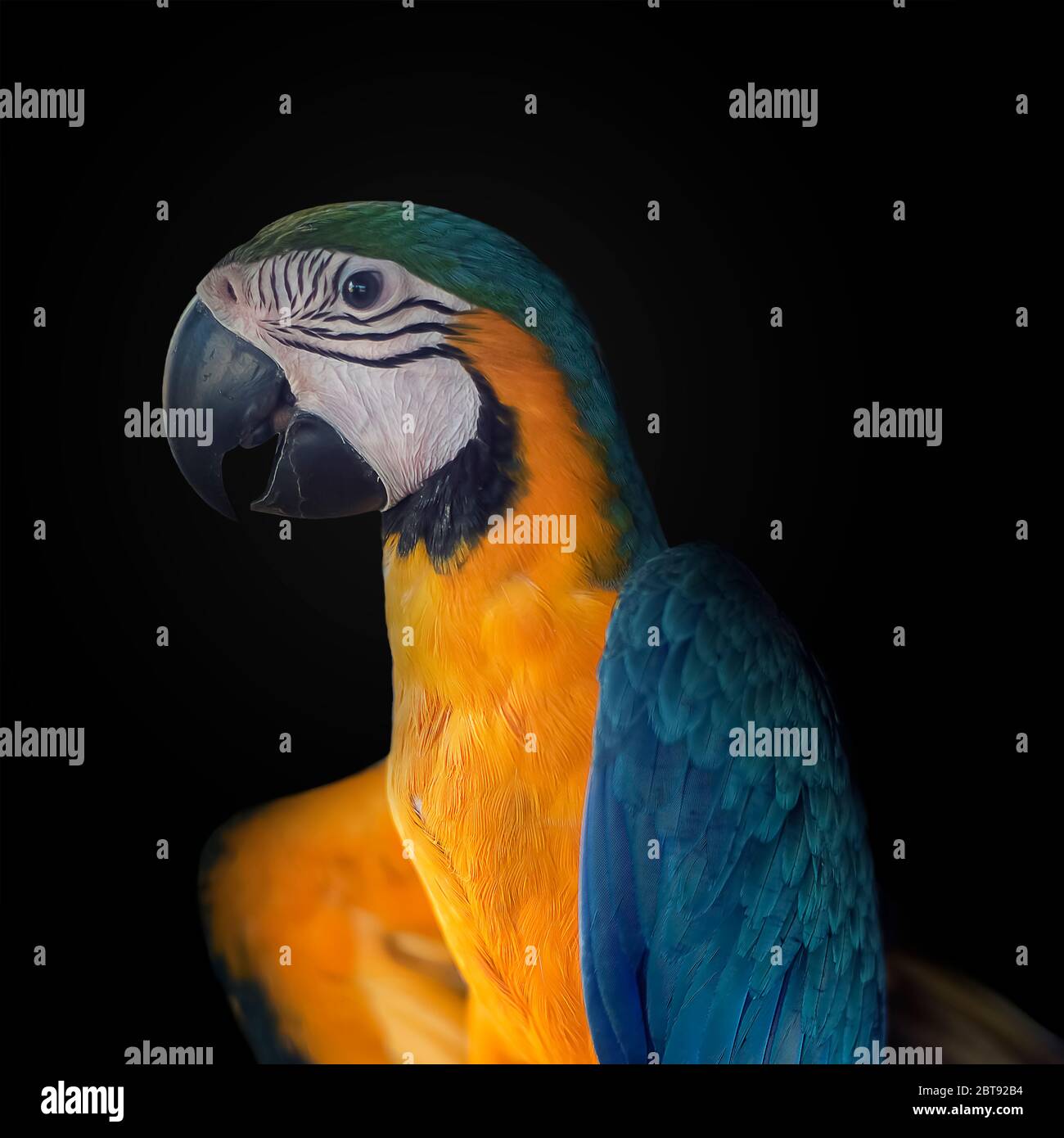 Parrot tropical rainforest hi-res stock photography and images - Alamy