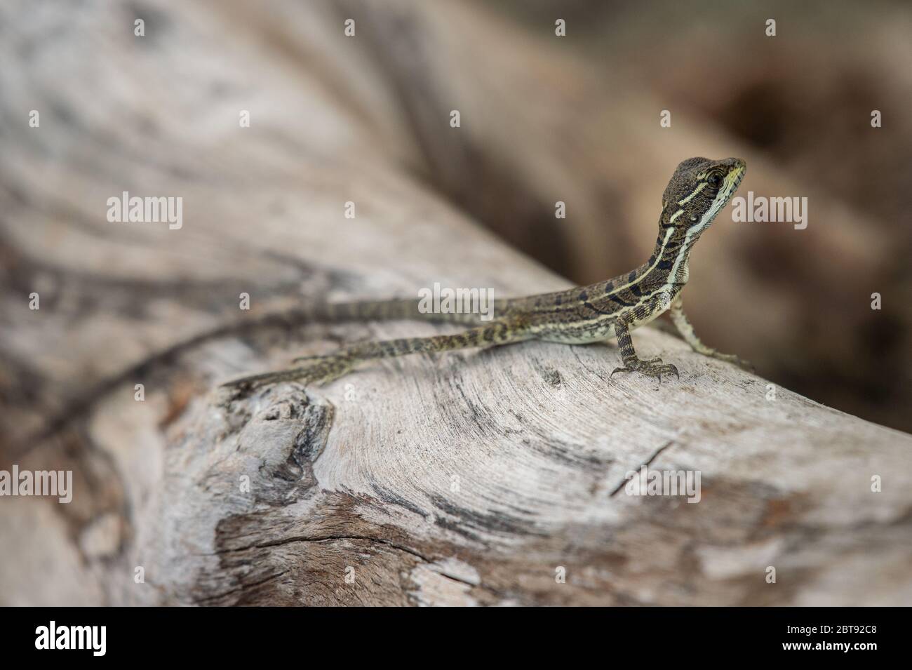 Juvanile Brown Basilisk, Basiliscus basiliscus, Corytophanidae, Carate ...