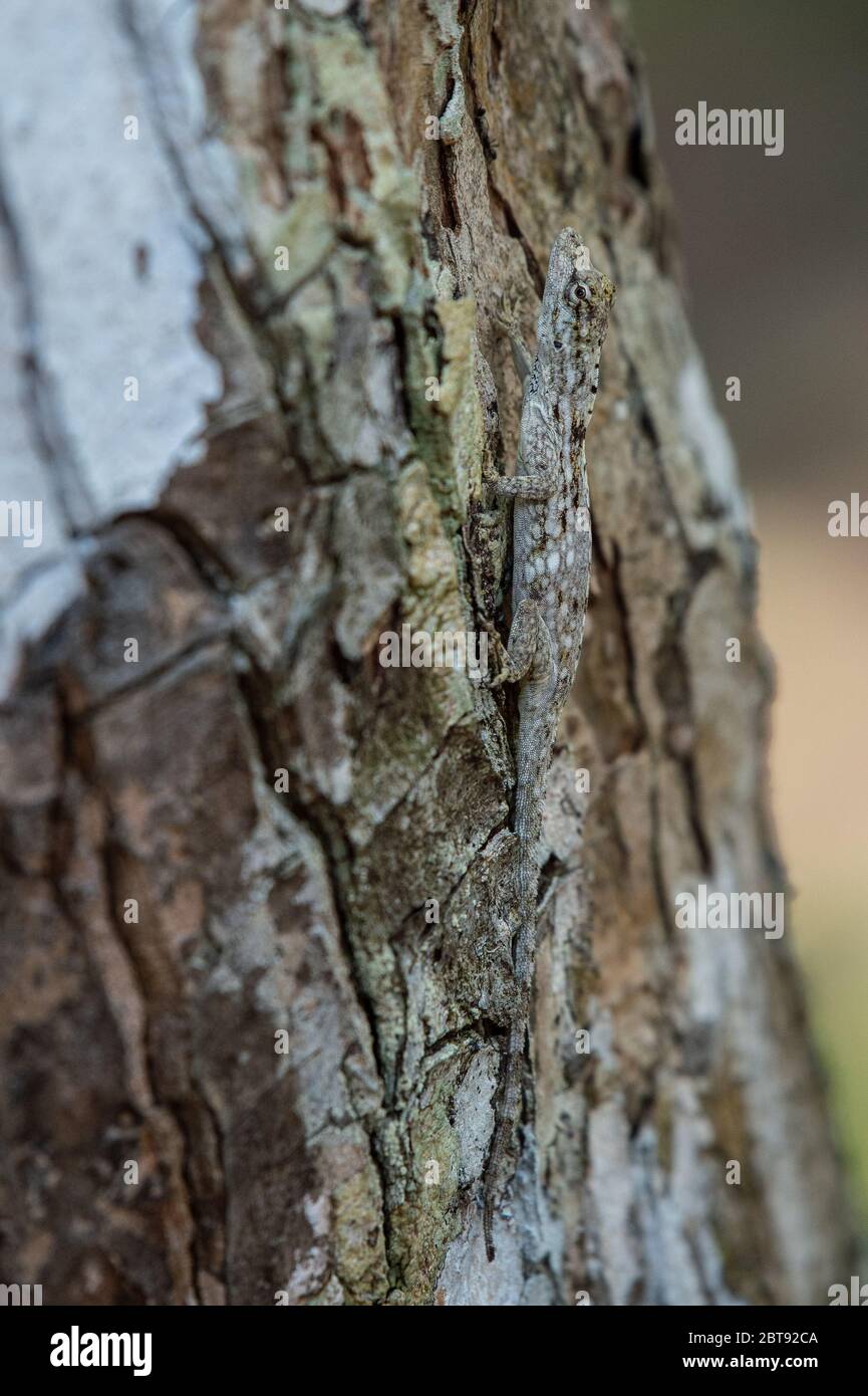 Pacific Lichen Anole, Anolis charlesmyersi, Dactyloidae, Carate Beach ...