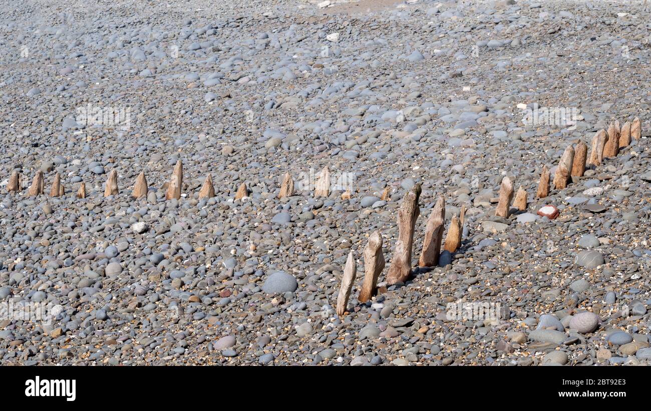 Weathered wooden poles, groynes on pebble ridge beach at Westward Ho ...