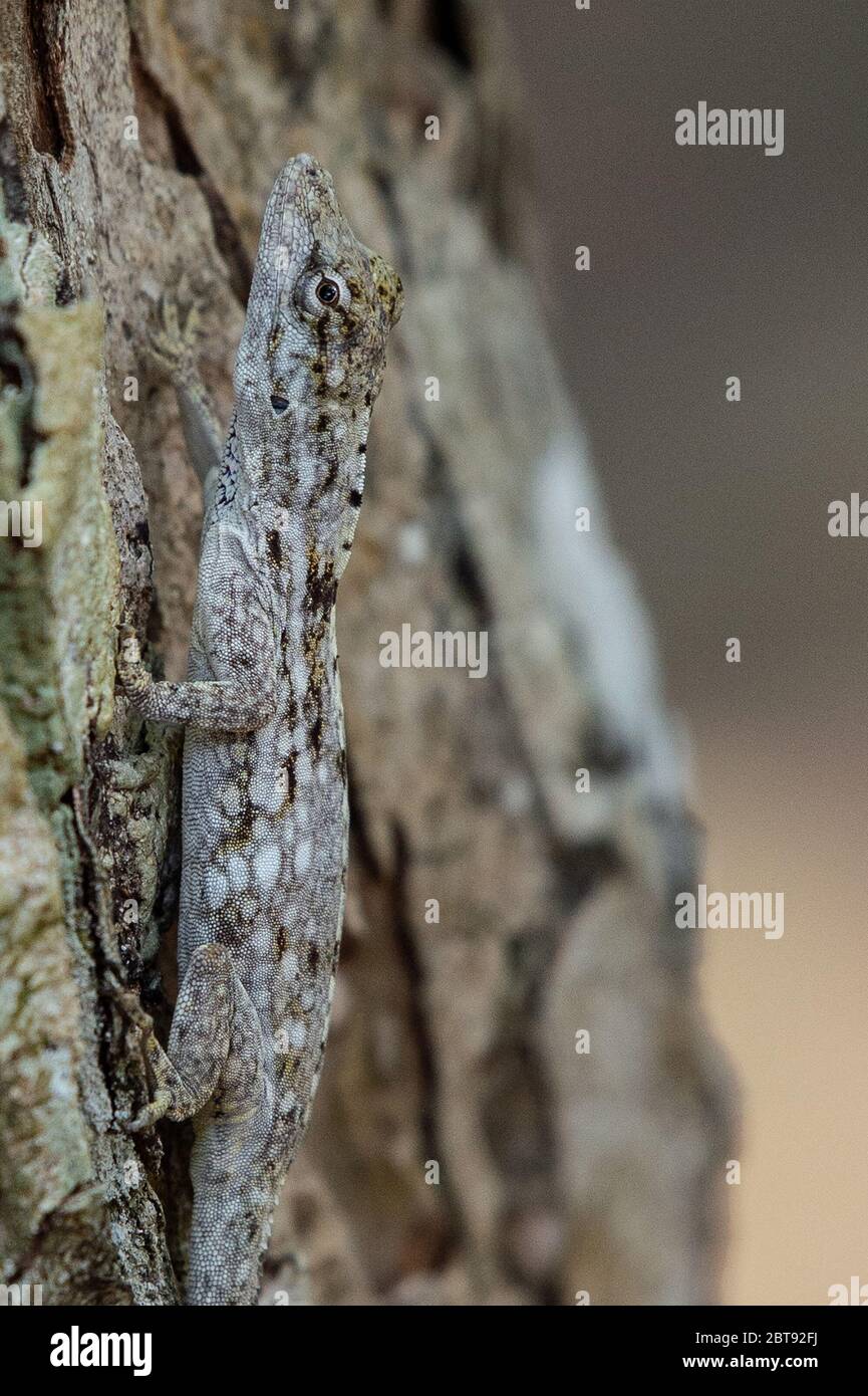 Pacific Lichen Anole, Anolis charlesmyersi, Dactyloidae, Carate Beach ...
