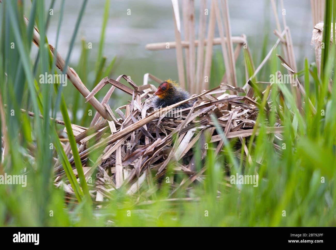 eurasian coot chick Stock Photo - Alamy