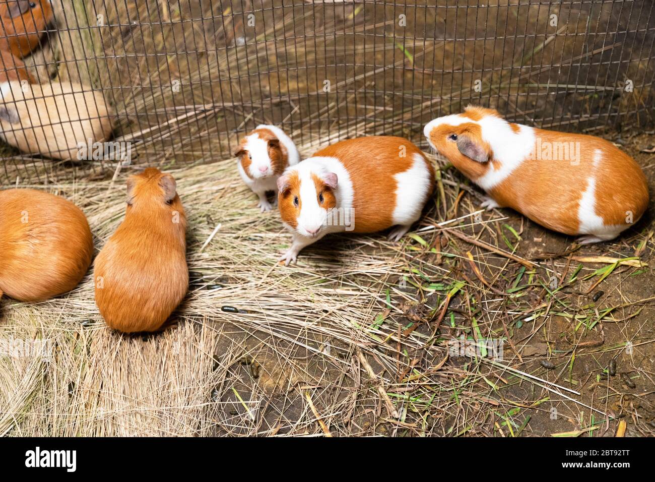 Guinea pigs, a delicacy in Ecuador Stock Photo - Alamy